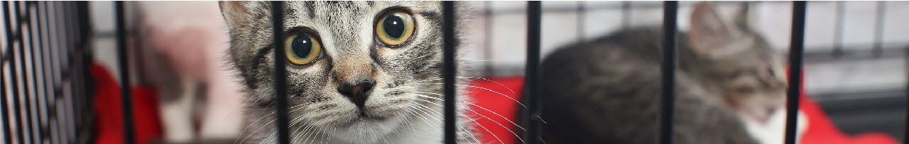 Pets Cats Cat Containment