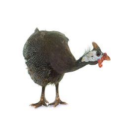 Bomgaars : [Mixed] Assorted Guinea - Straight Run : Live Animals