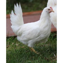 Bomgaars : [Mixed] White Leghorn Pullets : Live Animals