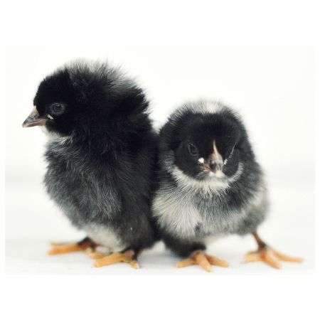 barred rock started pullets
