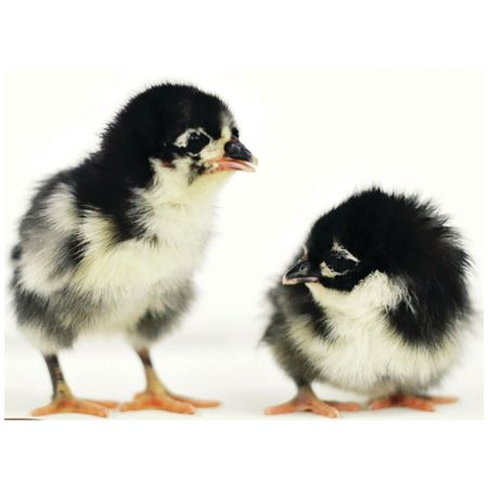 australorp pullets