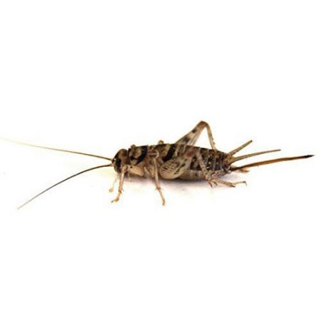 Bomgaars : The Bug Company Pre Packaged live crickets Small to Medium ...