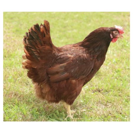 Bomgaars : [Mixed] Rhode Island Red Pullets : Live Animals