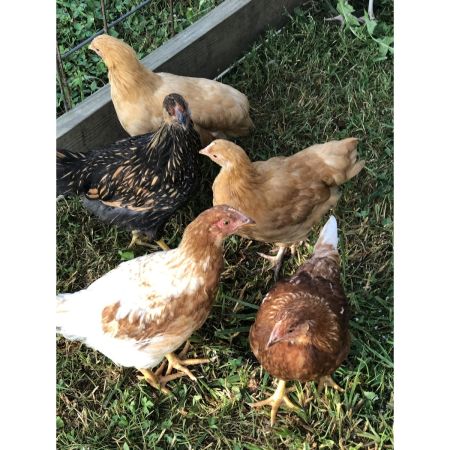 Bomgaars : [Mixed] Prairie BlueBell Egger Pullets : Live Animals