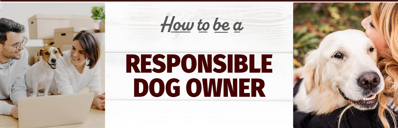 How to Be a Responsible Dog Owner