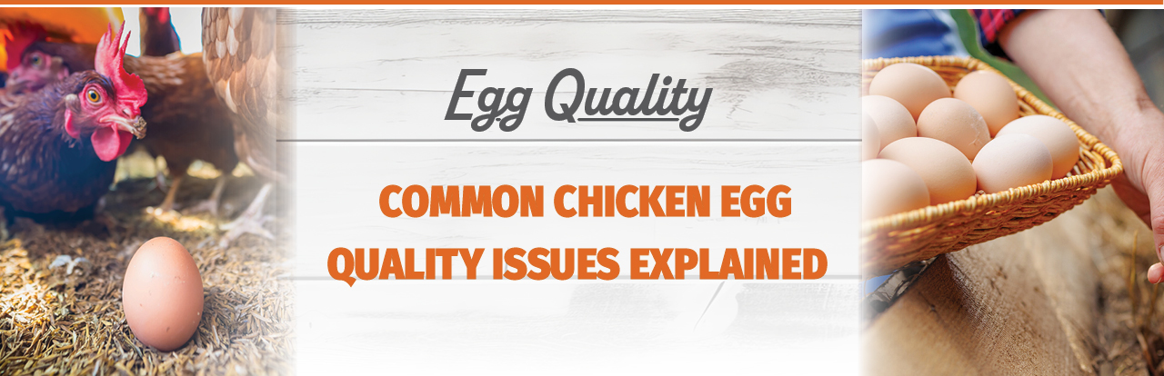 Common Chicken Egg Quality Issues Explained